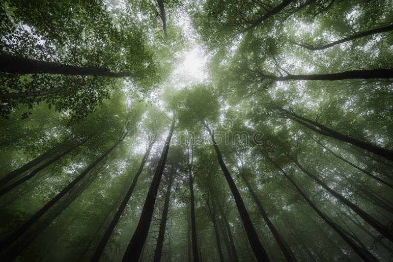 Beechen Trees Fagus Sylvatica L. in the Fall Stock Photo - Image of ...