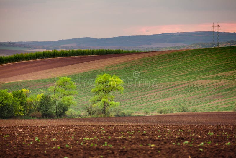 Spring trees and fields stock photo. Image of outdoor - 120515494