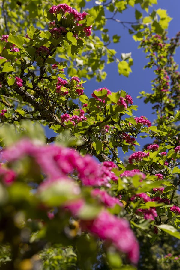 Spring Trees during Flowering Close-up Stock Image - Image of natural ...