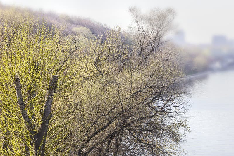 Spring Trees in Green Haze of Young Leaves Stock Photo - Image of green ...