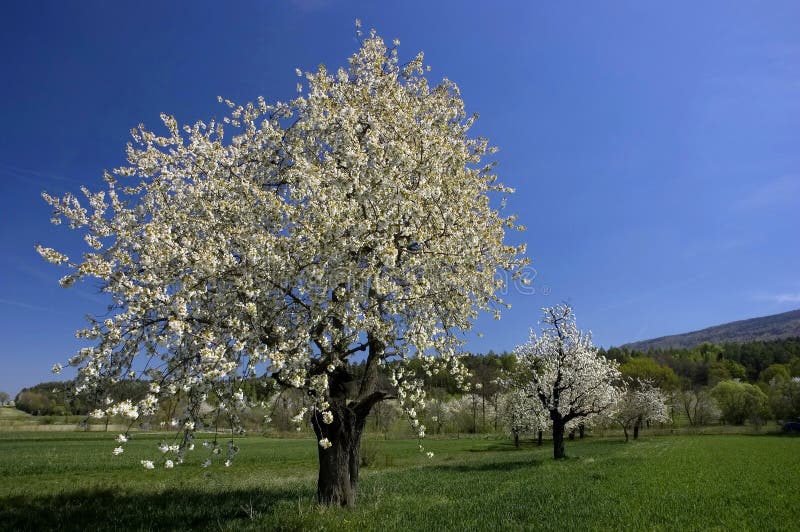 One tree stock photo. Image of majestic, beautiful, countryside - 2339744