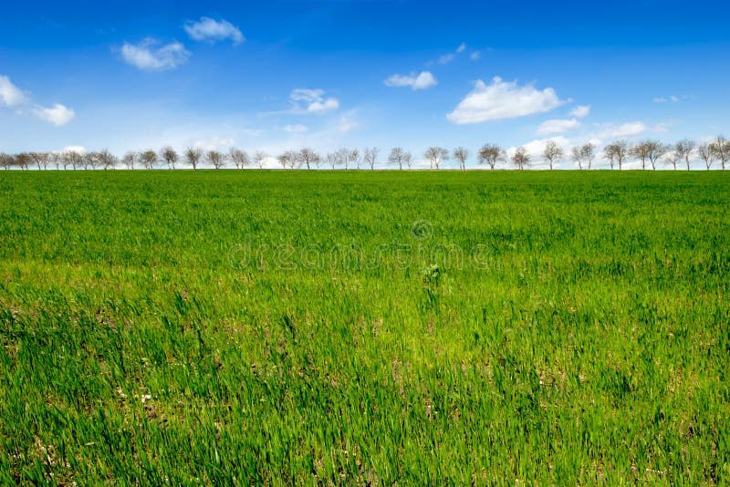 Spring Trees stock image. Image of bottom, trees, sunny - 22387223