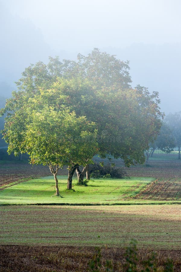 Trees in Mist in the Beautiful Cornish Countryside Stock Image - Image ...