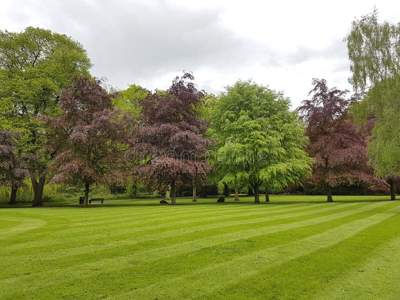 Spring trees editorial photography. Image of trees, meadow - 71639337