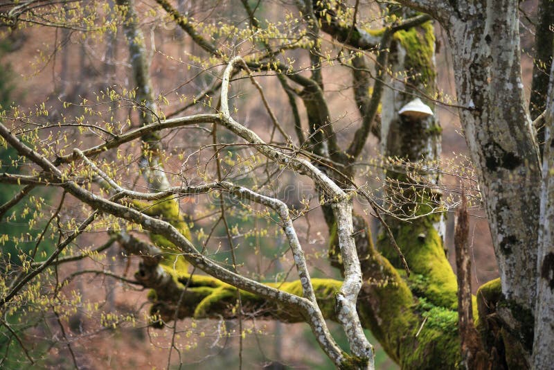 Spring Trees in the Park. April Fresh Leaf Stock Image - Image of clean ...