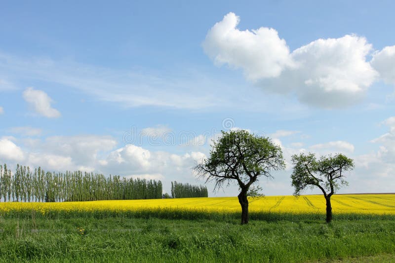 Tree Line of Poplar Trees with Shadows Stock Photo - Image of ...