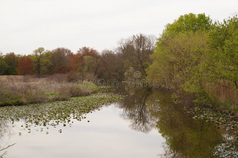 Spring trees. stock image. Image of grass, travel, reflection - 49924035
