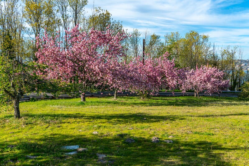 Spring Trees on Slope 7 stock image. Image of west, spring - 315275151