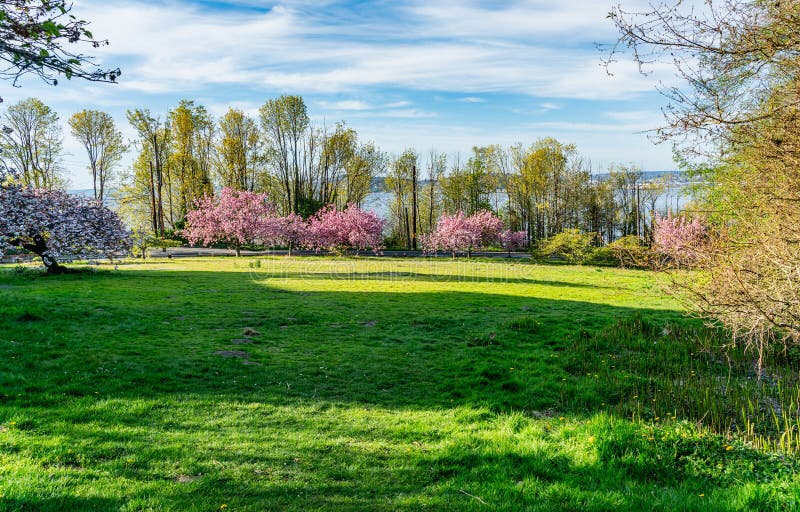 Spring Trees on Slope stock image. Image of grass, landscape - 315565445