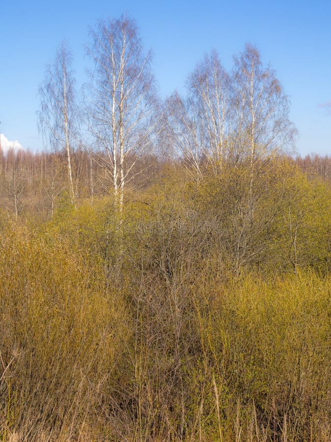 Spring Trees on a Sunny Day Stock Photo - Image of blue, fluffy: 194184430