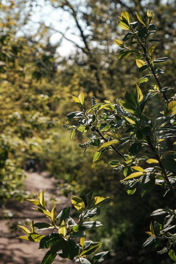 Spring Trees in Toronto stock photo. Image of theater - 356948480