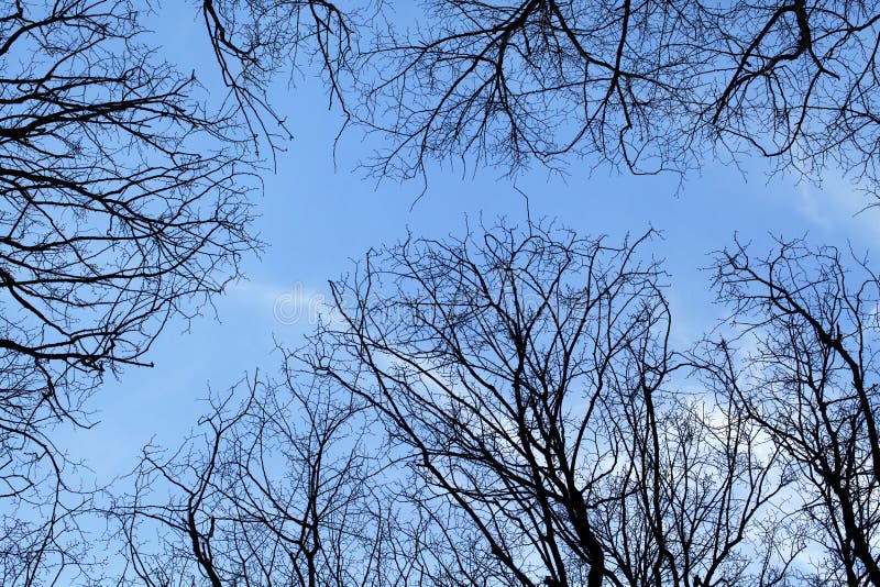 Bare Tree Isolated Over White Stock Photo - Image of white ...