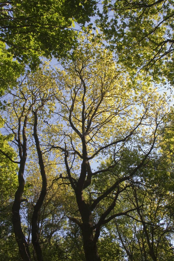 Spring Trees stock photo. Image of green, suffolk, yellow - 52705672