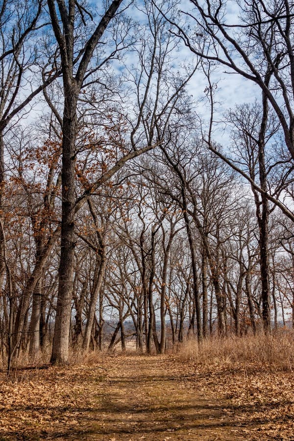 Spring Trees stock photo. Image of meadow, forest, season - 40159588