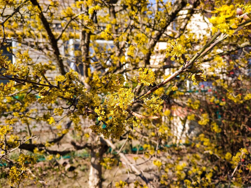 Spring Trees on a Yellow Sunny Background, Landscape. Background Stock ...