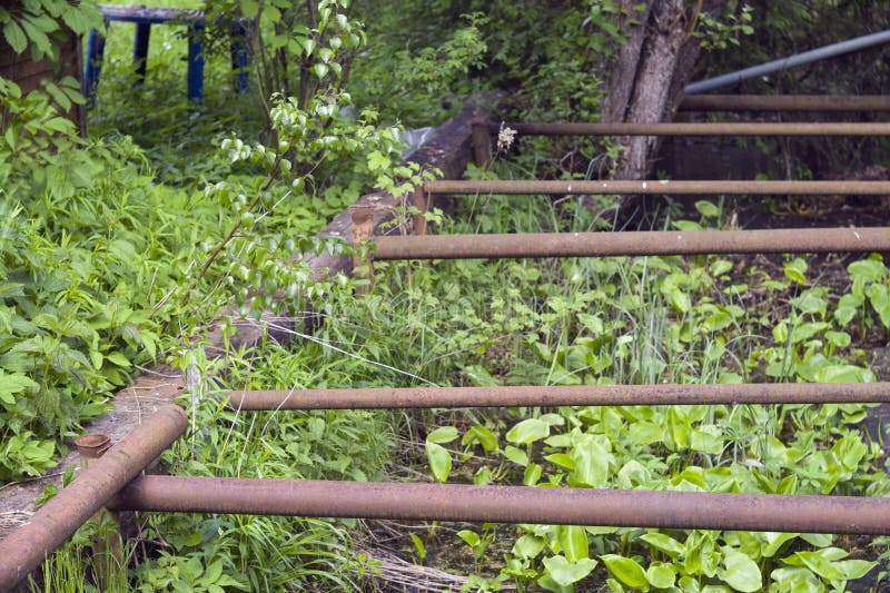 Spring Overgrown with Plants Stock Photo - Image of plants, ditch ...