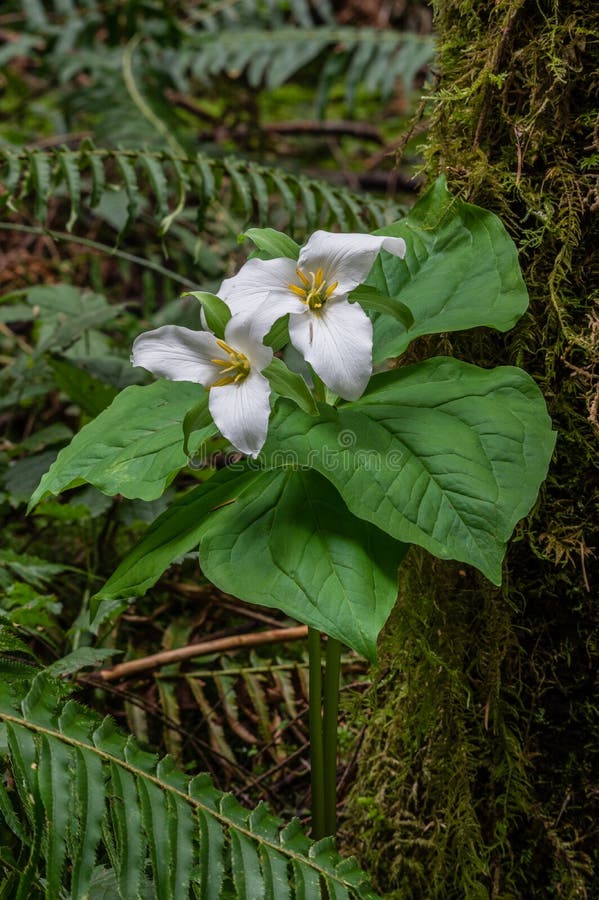 250 Trilliums Stock Photos - Free & Royalty-Free Stock Photos from ...