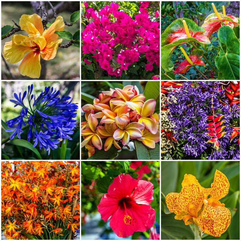 Spring Tropical Fresh Flowers Collage. Stock Image - Image of head ...