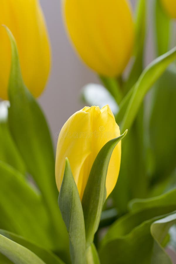 Spring tulip stock photo. Image of close, light, spring - 8478012
