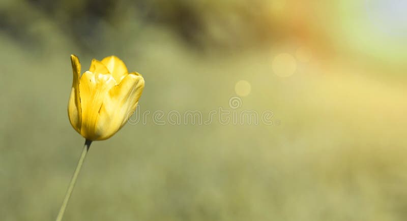 Red tulip banner stock photo. Image of isolated, colorful - 63193242