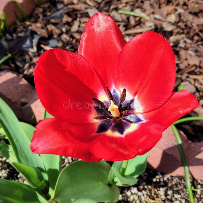 Spring tulip editorial stock image. Image of sunny, tulip - 69075519