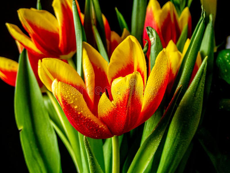 Spring Tulip in bloom stock photo. Image of closeup - 269442304