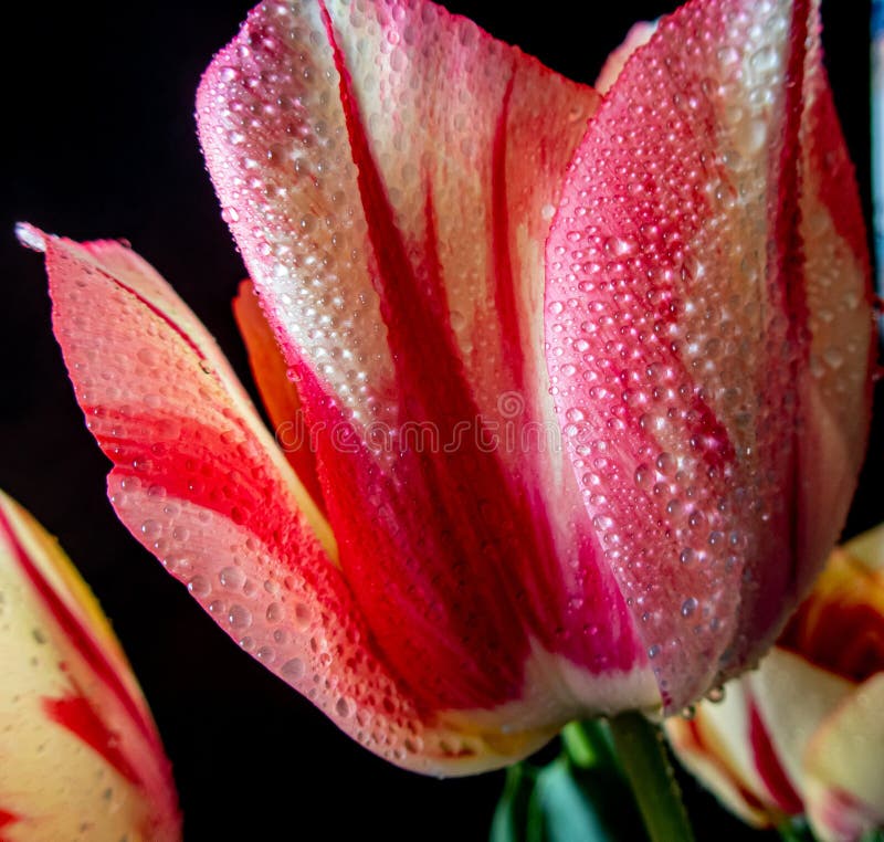 Spring Tulip in bloom stock photo. Image of blossom - 272796130