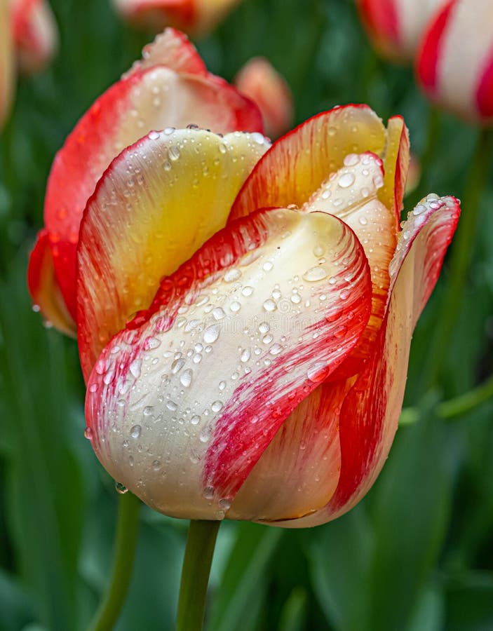 Spring Tulip in bloom stock image. Image of urban, bloomi - 269442279
