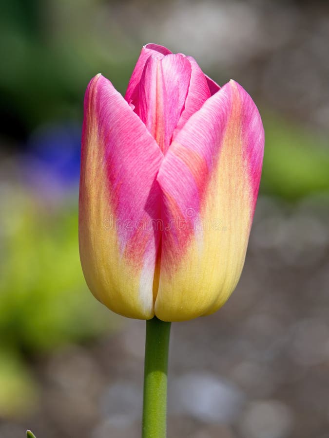 Spring tulip stock image. Image of seasonal, green, springtime - 245678881