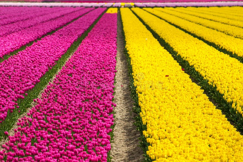 Spring Tulip Fields in Holland, Colorful Flowers of Springtime ...