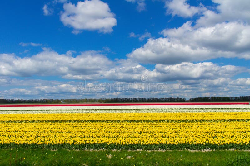 Spring Tulip Fields in Holland, Colorful Flowers of Springtime ...