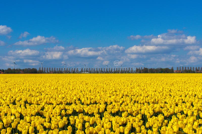 Spring Tulip Fields in Holland, Colorful Flowers of Springtime ...