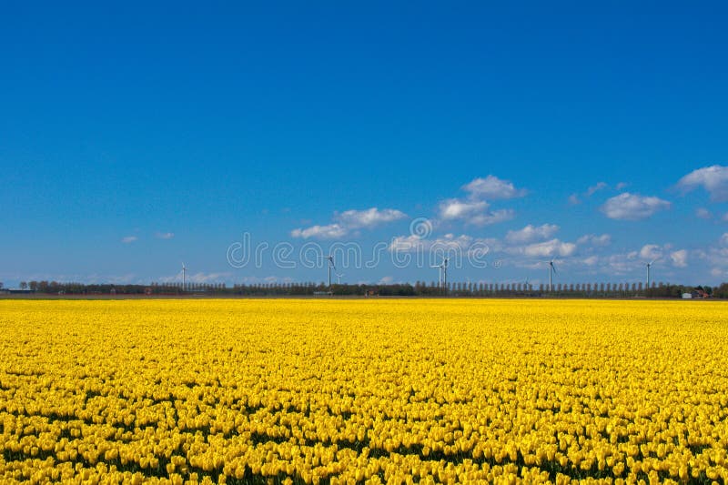 Spring Tulip Fields in Holland, Colorful Flowers of Springtime ...