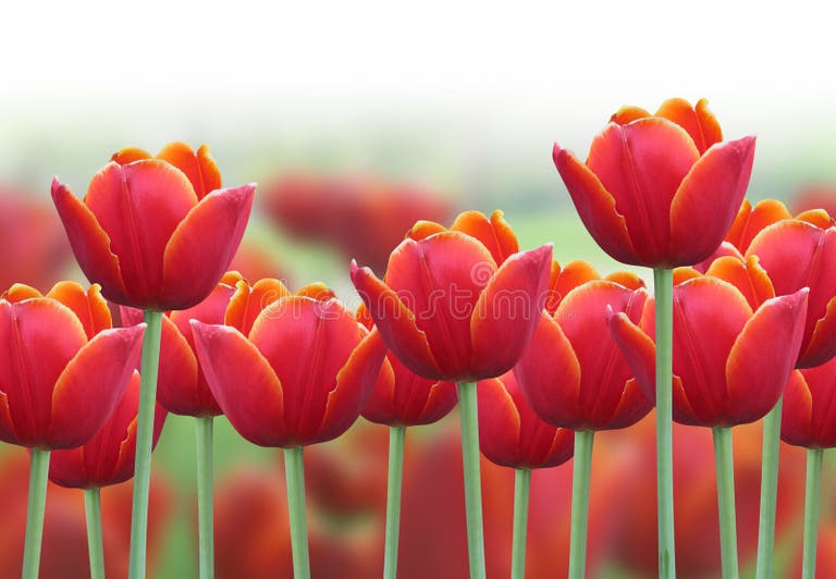 Spring Tulip Flower Background Stock Image - Image of fresh ...