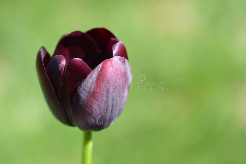 Spring Tulip Flower in Deep Purple Soft Green Bokeh Background Stock ...