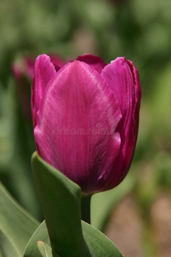 Spring Tulip Flower with Magenta Petals Stock Photo - Image of natural ...