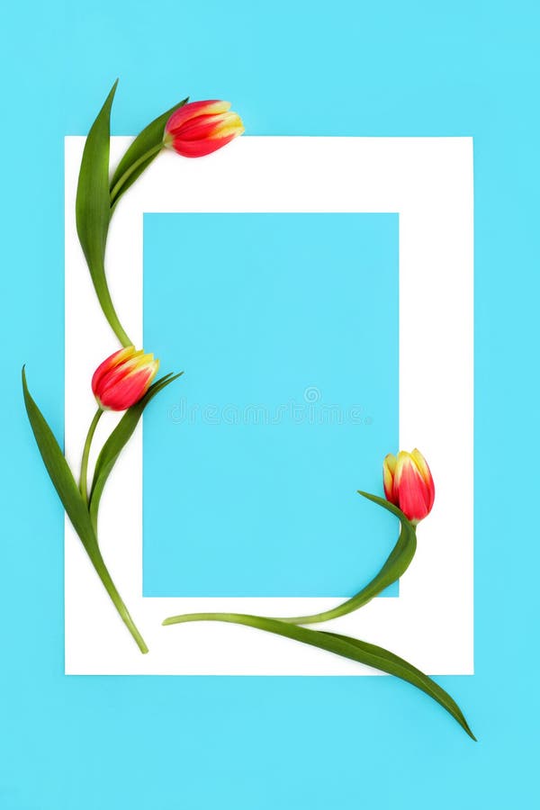 Tulip Flower Border stock photo. Image of easter, beauty - 22836184
