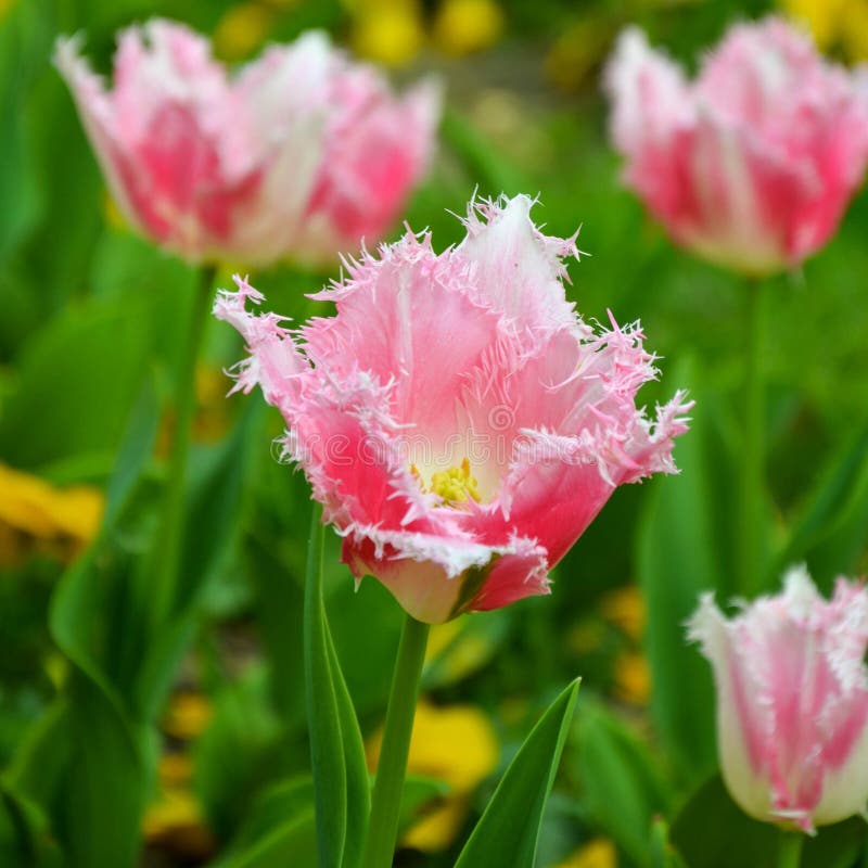 Spring tulip flower stock photo. Image of nature, love - 39730774