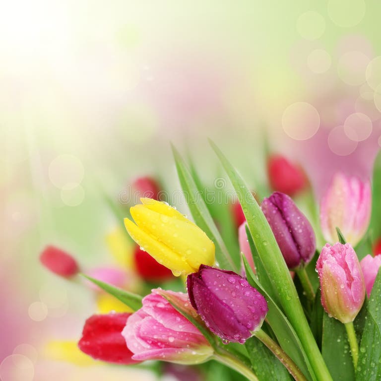 Spring tulip flowers stock image. Image of colorful, buds - 18038261