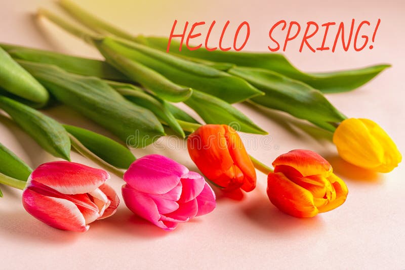 Spring Tulip Flowers Bouquet and Message Hello Spring on Paper ...