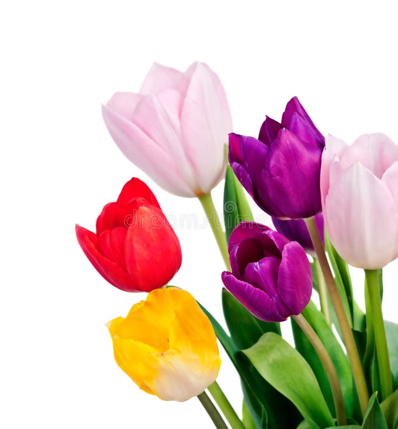 Spring Tulip Flowers bunch stock image. Image of congratulation - 36217043