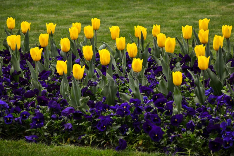 Spring tulip flowers stock image. Image of buds, floral - 39730139