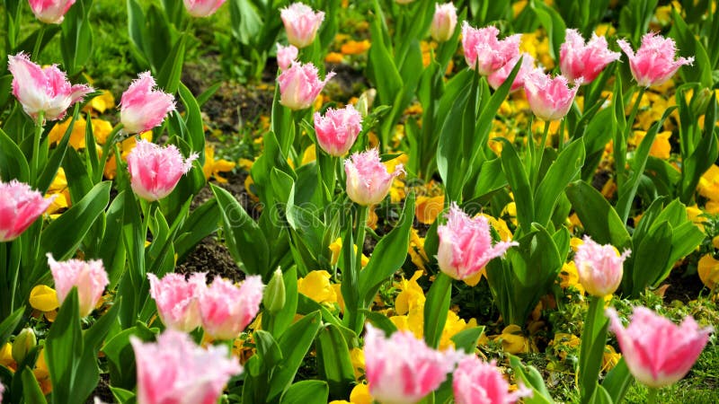 Spring tulip flowers stock photo. Image of garden, frame - 39730780