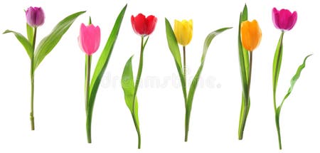 Spring Tulip Flowers in a Row Isolated on White Stock Image - Image of ...