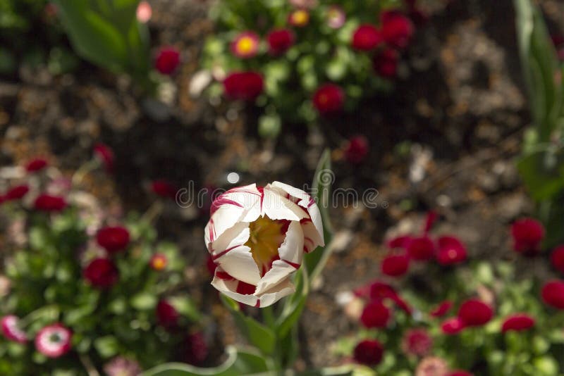Spring tulip head stock image. Image of tulip, grow - 246099273