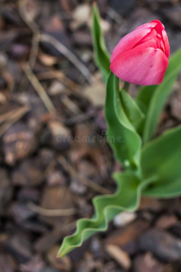 Spring Tulip stock photo. Image of flowers, skies, sunshine - 114653908