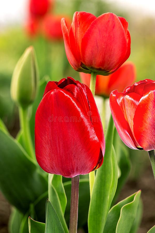 Spring tulip red stock image. Image of spink, spring - 102346763
