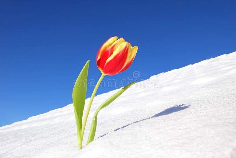 A Spring Tulip in Snow, before Winter is Going Stock Image - Image of ...