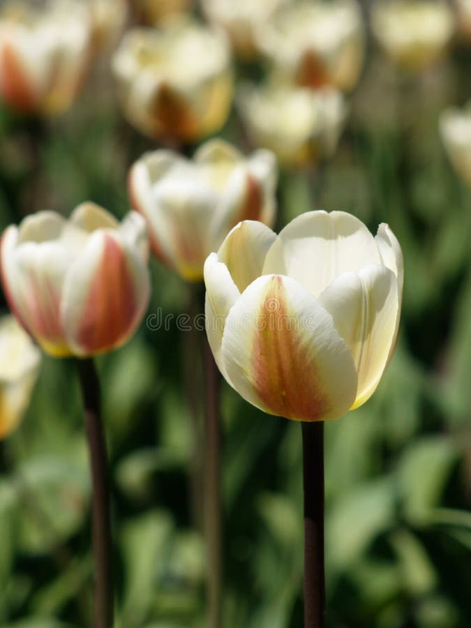 Spring tulips stock image. Image of flower, seasonal - 13034281