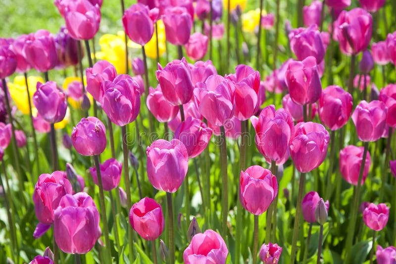 Spring Tulips stock image. Image of isolated, love, green - 24566131